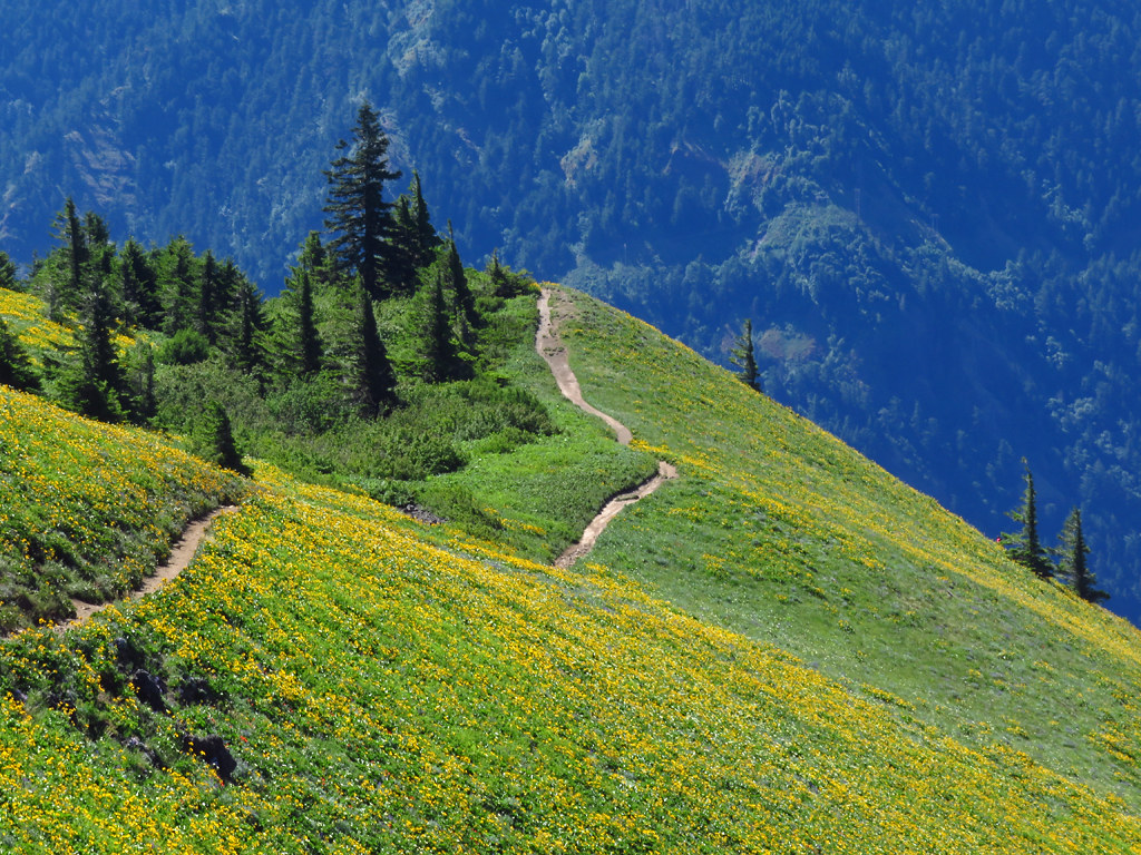 The Best Hiking Trails Near Portland, Oregon - Voyager Campervans